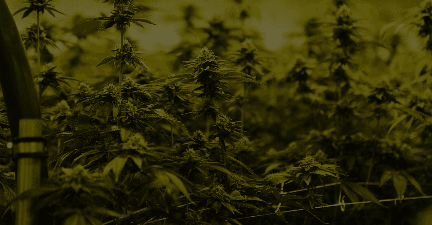 Daddy's - Premier Marijuana Dispensaries in Thailand